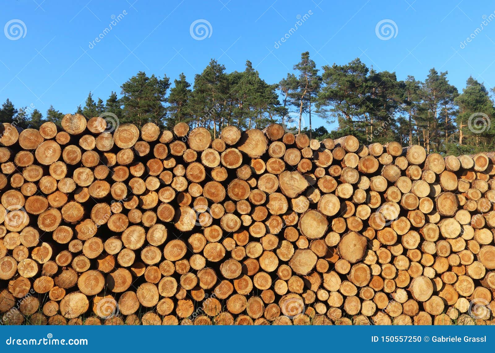 Large Stack of Tree Trunks in Front of a Forest and Blue Sky Stock ...