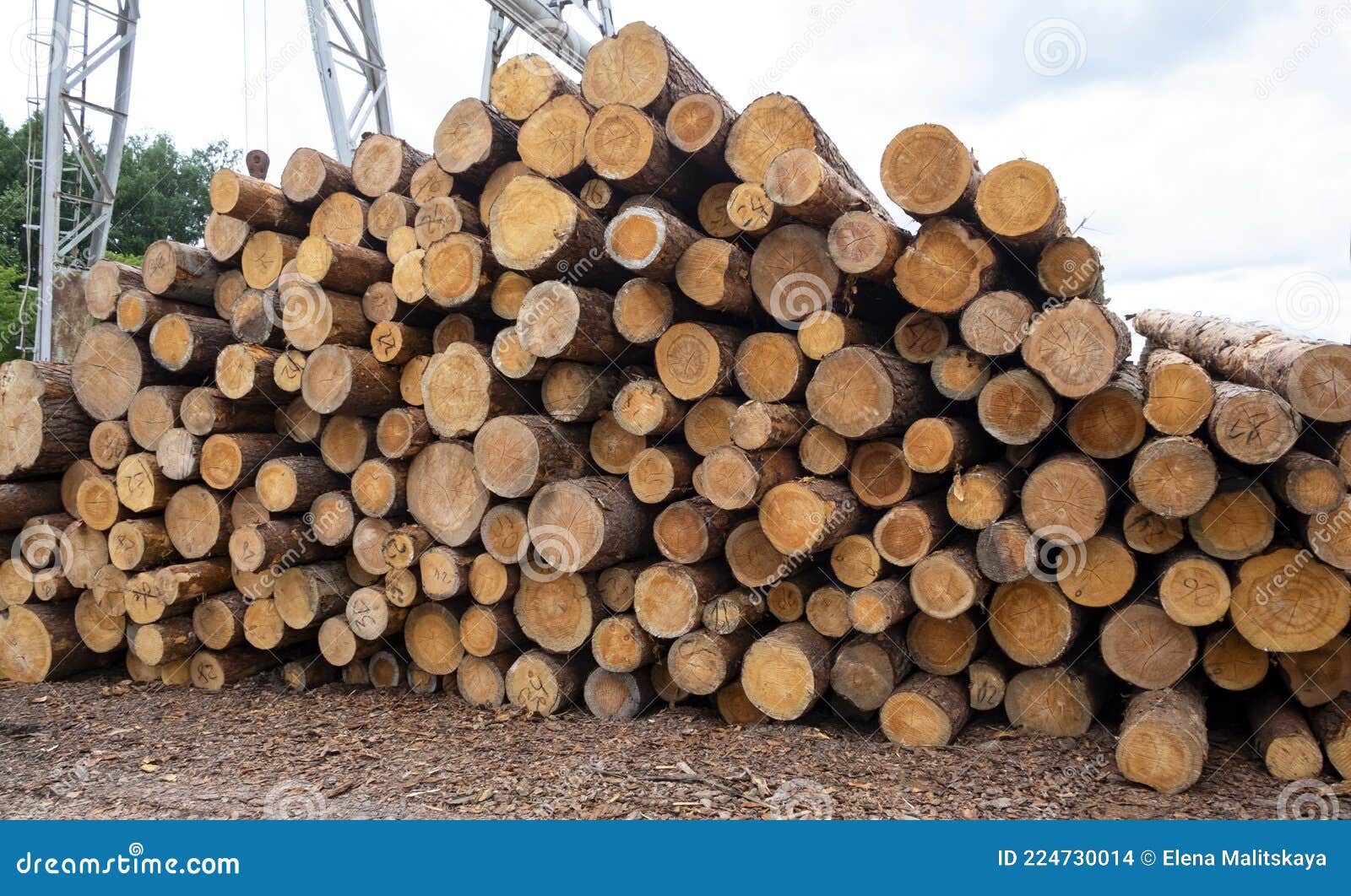 Large Stack of Untreated Logs in an Outdoor Lumber Warehouse Stock ...