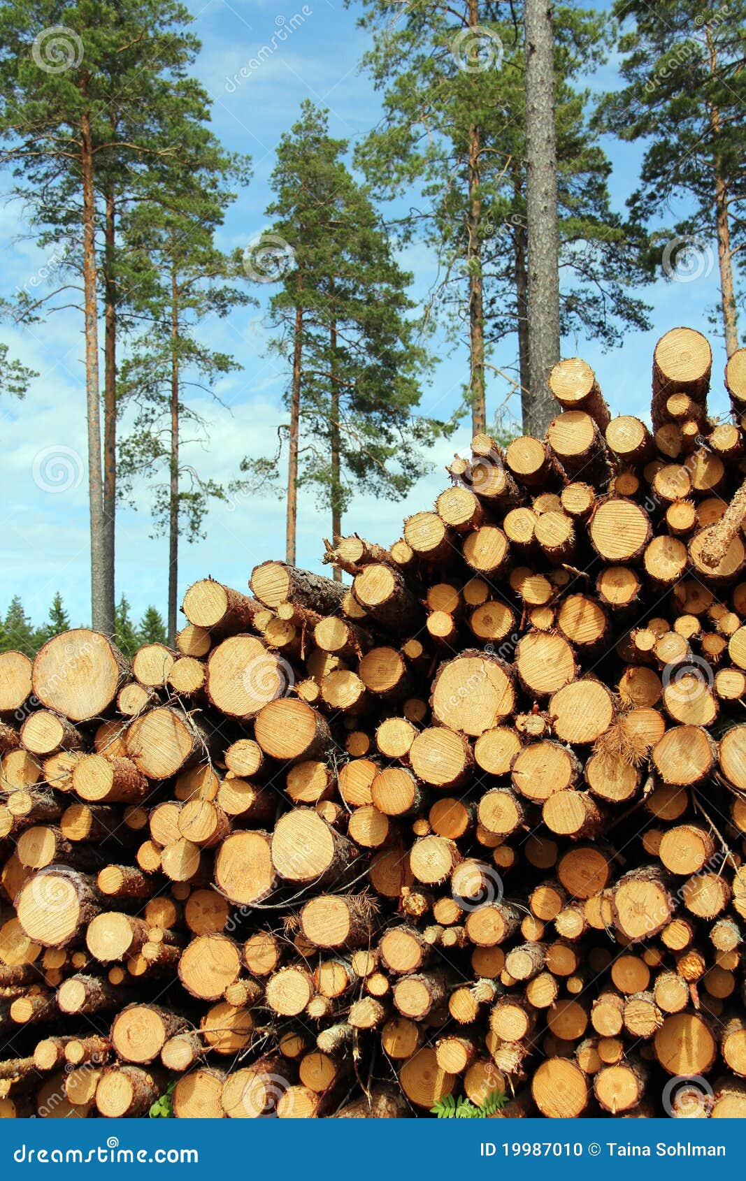 A Large Stack of Wood with Pine Trees Background Stock Photo - Image of ...