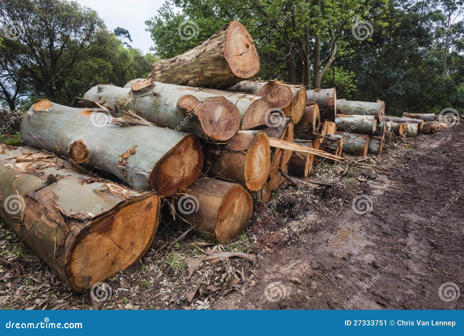 Large Stacked Tree Logs stock image. Image of uprooted - 27333751