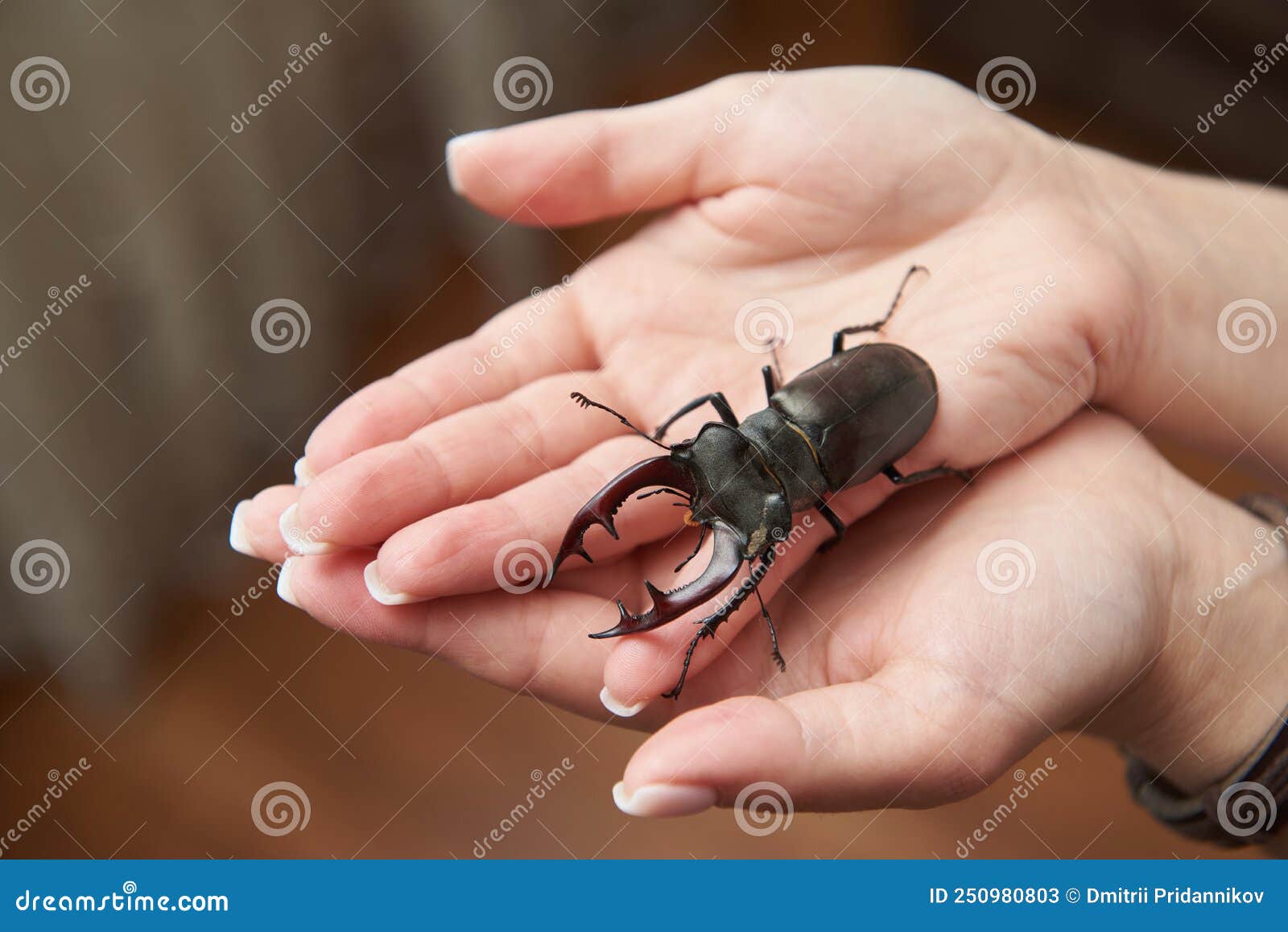 Large Stag Beetle in the Hands of a Woman Stock Image - Image of large ...