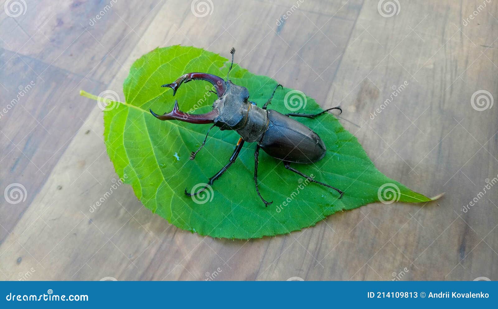 Large Stag Beetle Sitting on a Leaf Stock Image - Image of large ...