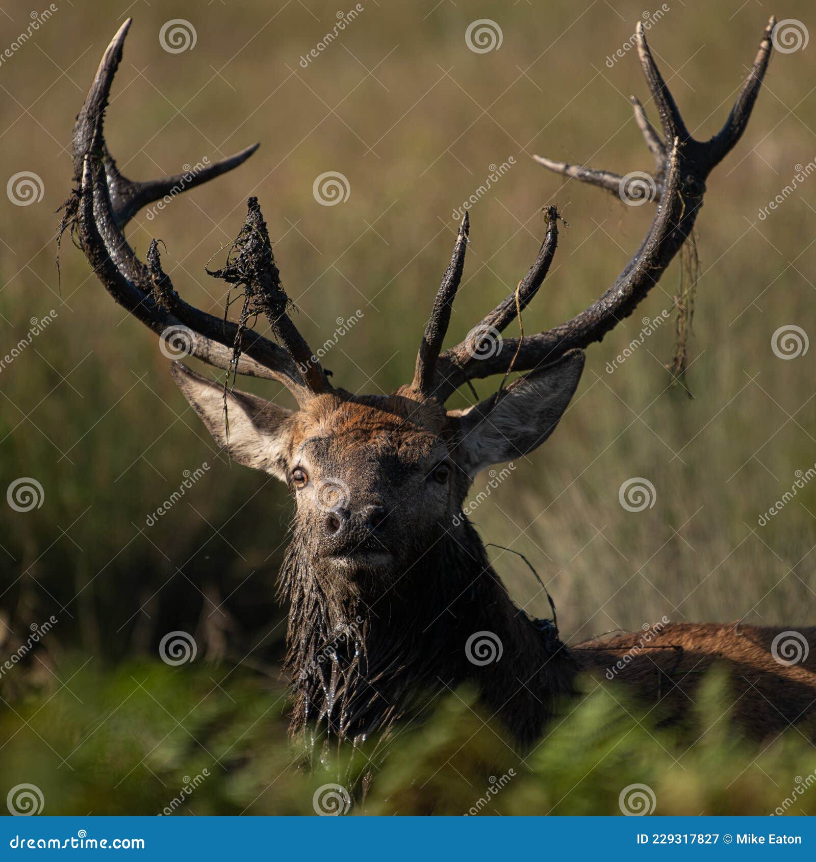 Large Stag Deer Emerging from a Mud Bath Stock Image - Image of ...