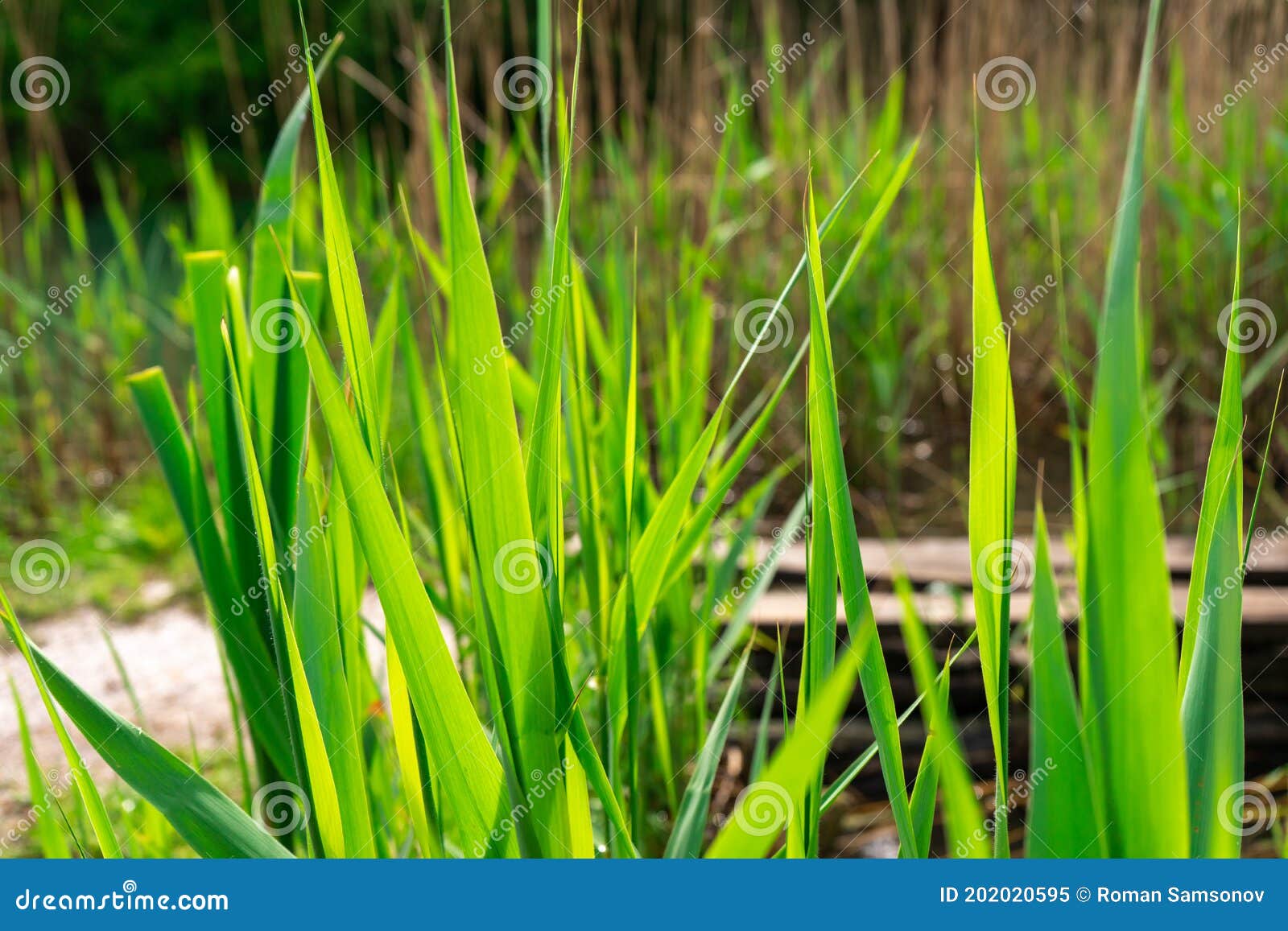 Large Stalks of Grass in the Sunlight in the Village Near the Stream ...