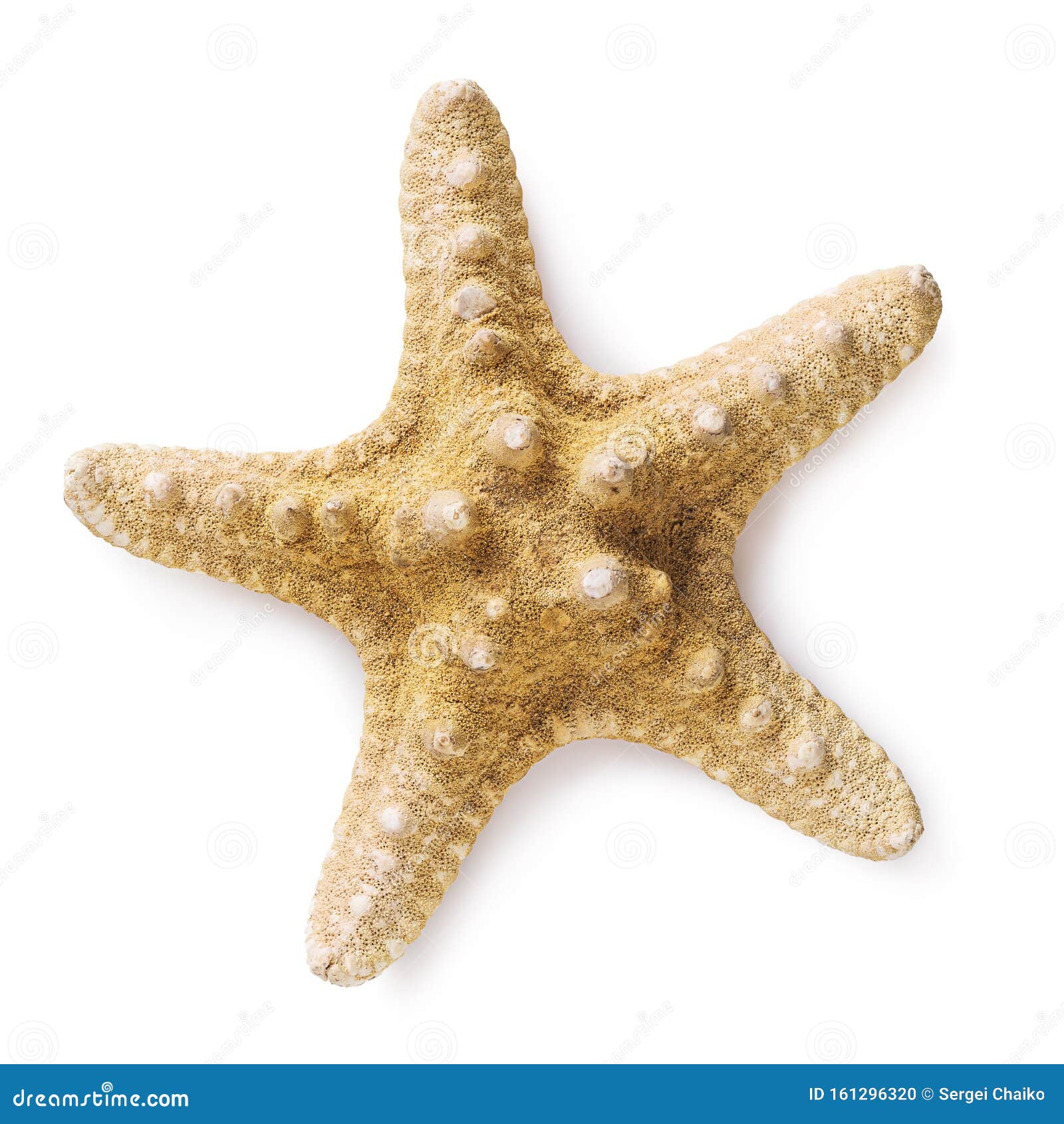 Large Starfish Isolated on White Background. Stacked Photo Stock Photo ...
