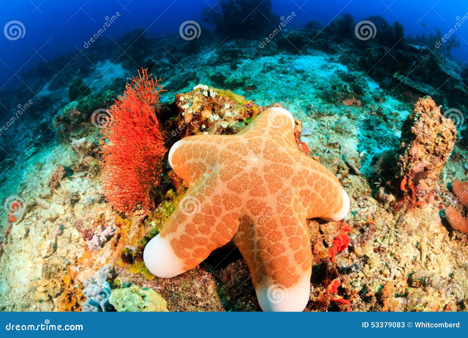 Large starfish on a reef stock image. Image of gili, life - 53379083