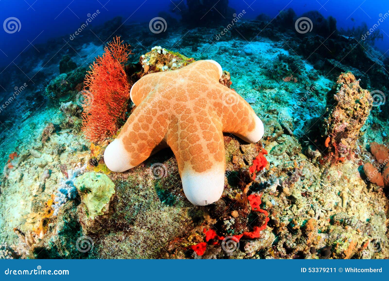 Large Starfish on a Reef stock image. Image of marine - 53379211