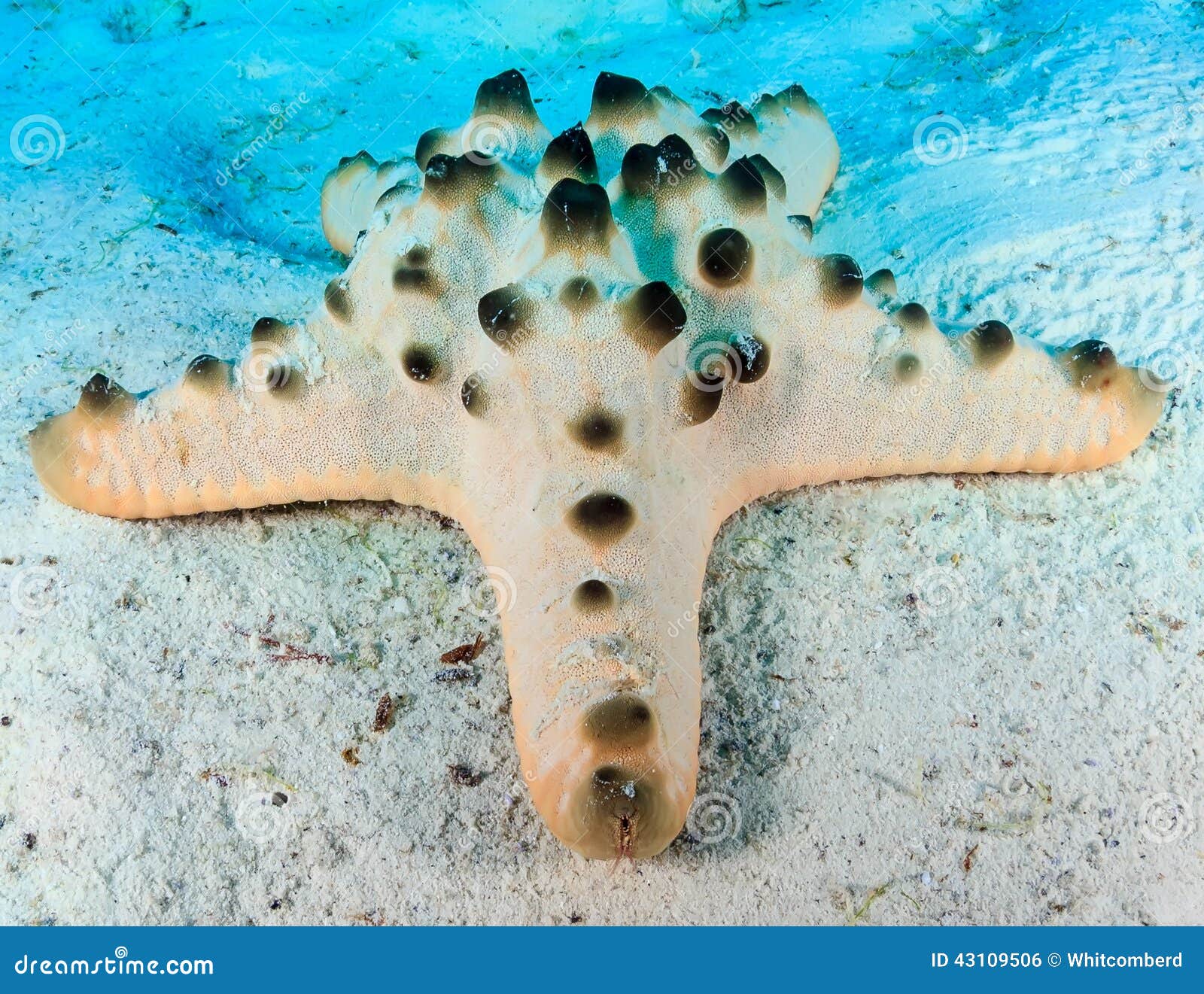 Large Starfish on the Seabed Stock Photo - Image of caribbean, fish ...