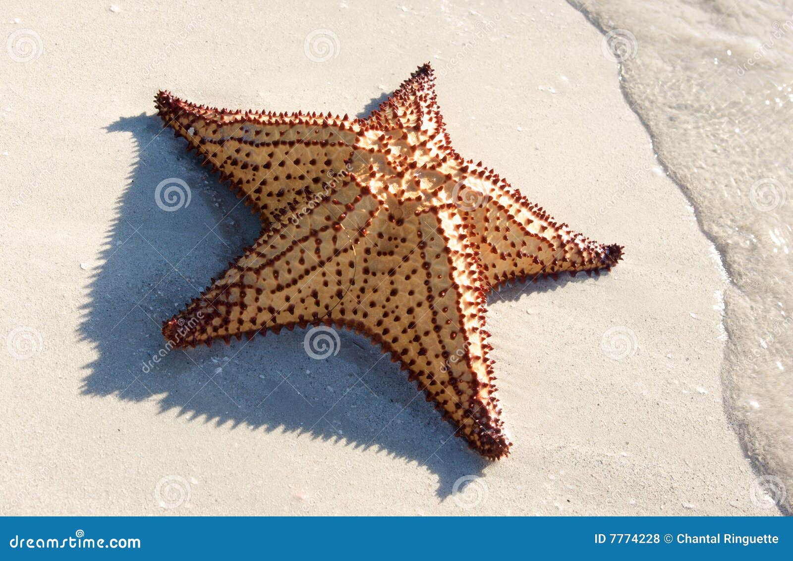Large Starfish on the Shore Stock Photo - Image of nature, sand: 7774228