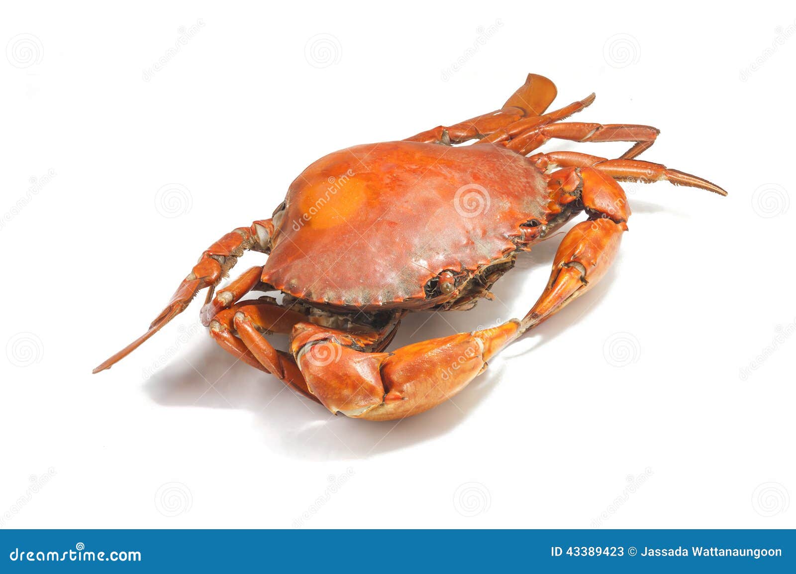 Large Steamed Crab Cooked in Red on a White Background. Stock Image ...