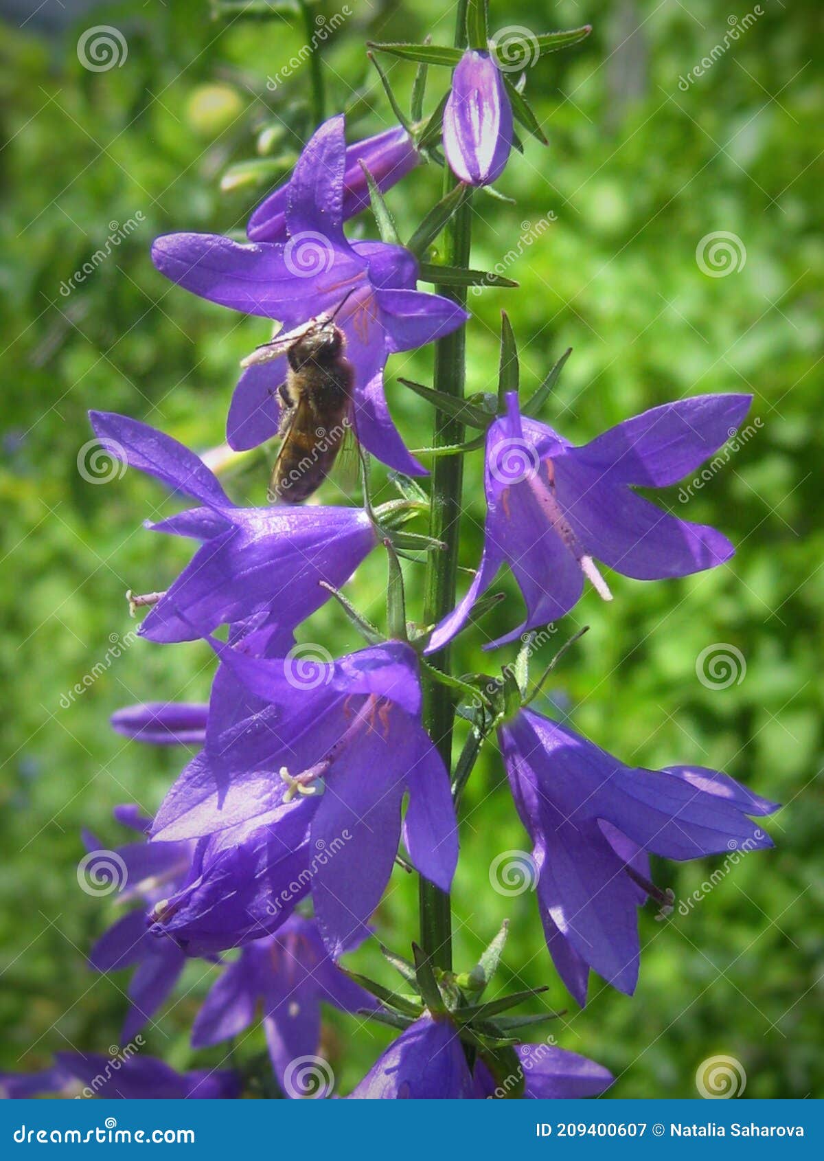 Large Stem of a Bell in the Garden and a Bee Stock Image - Image of ...