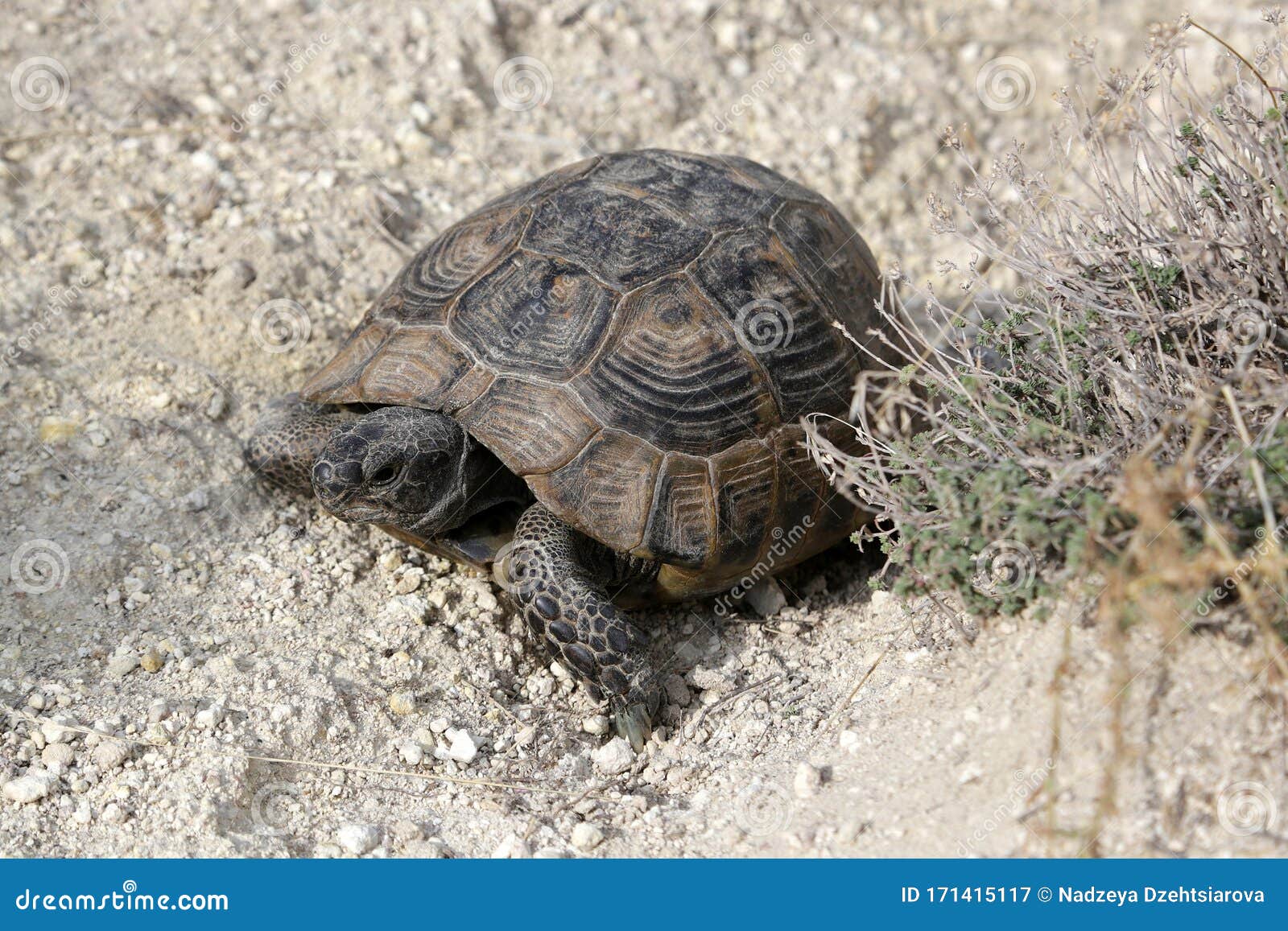 Large Steppe Tortoise in the Valley Stock Image - Image of paws ...
