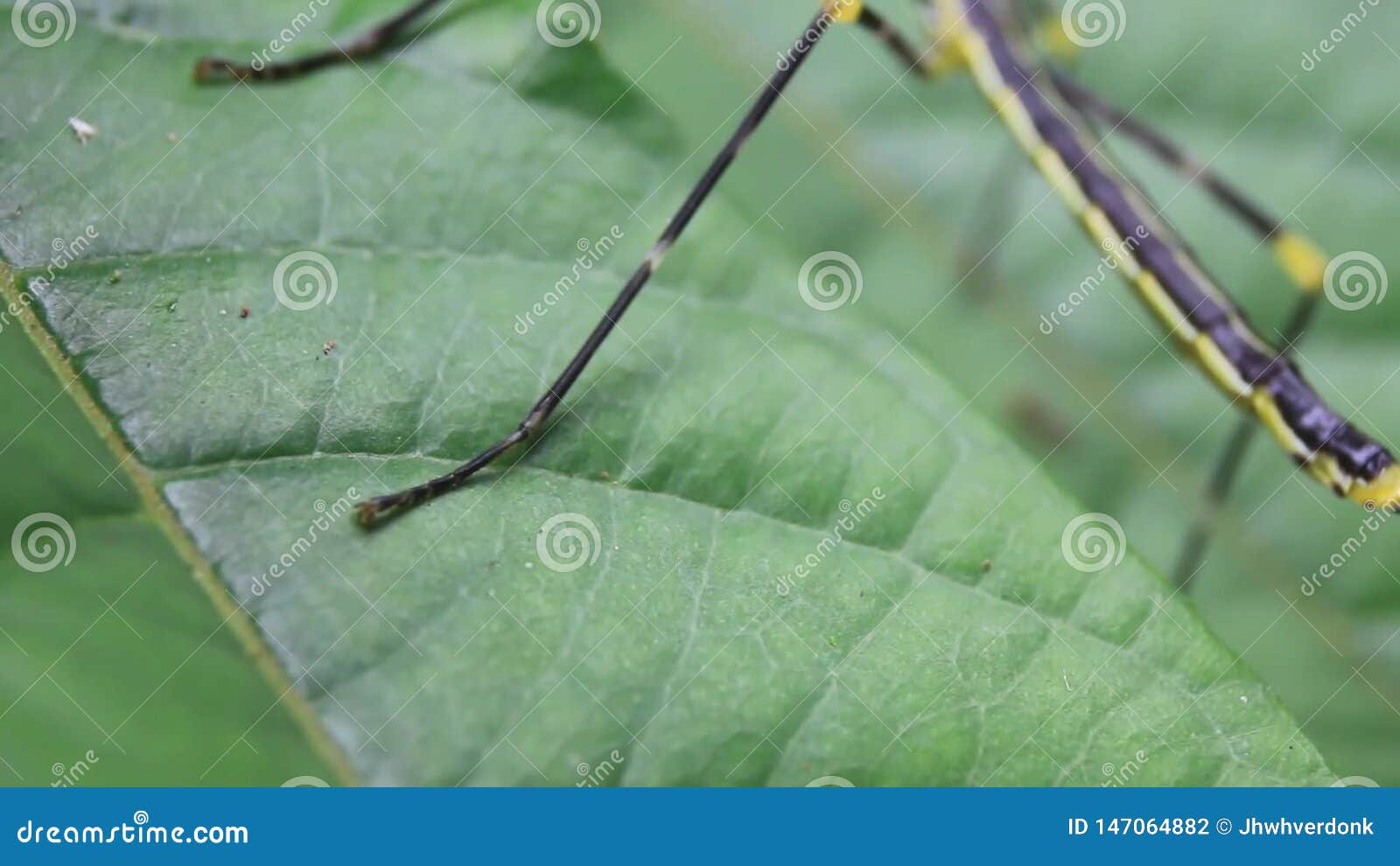 A Large Stick Insect from the Amazone that Passes by on a Leaf Stock ...