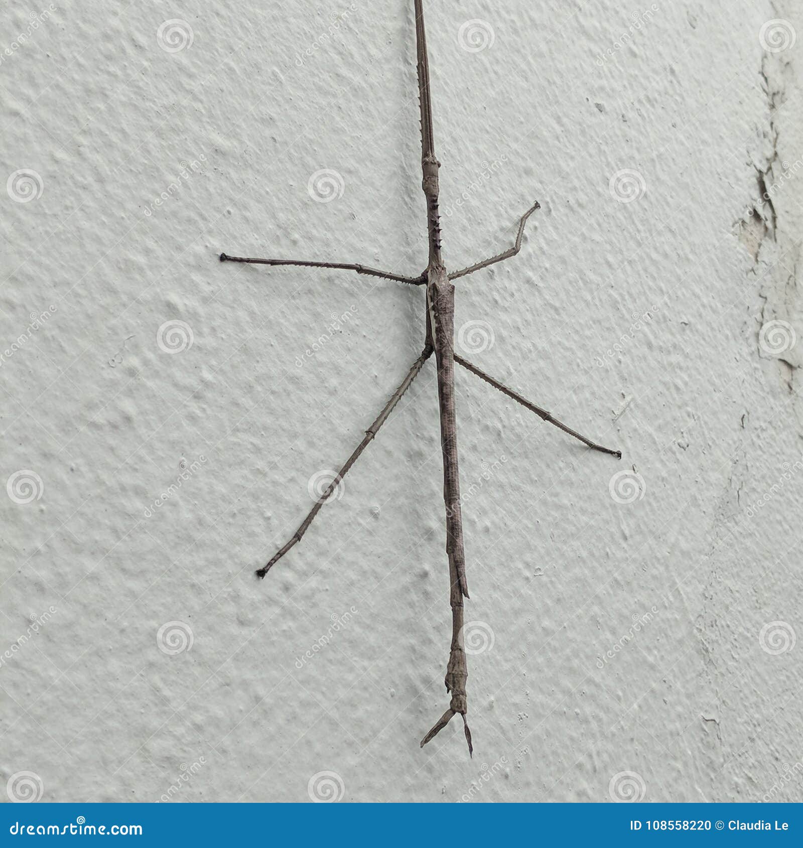 Large Stick Insect stock photo. Image of large, white - 108558220