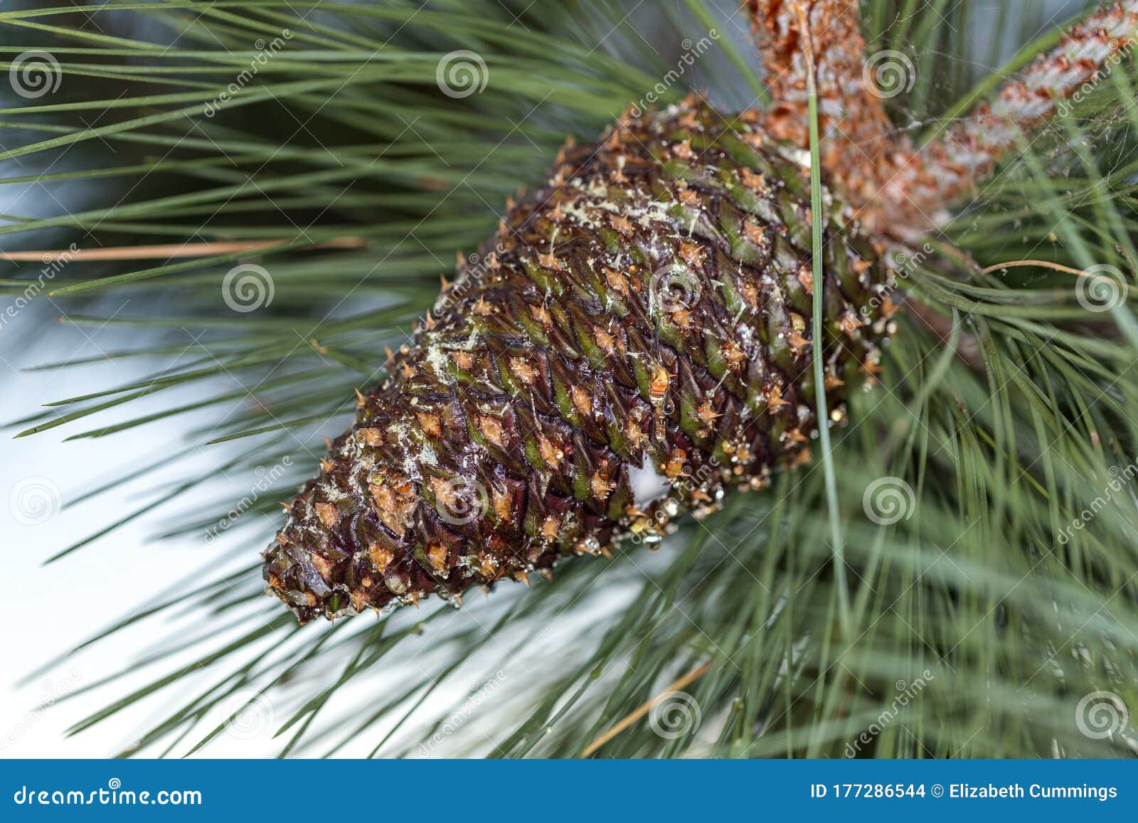 Large Sticky Spiky Pine Cone on an Evergreen Tree Stock Photo - Image ...