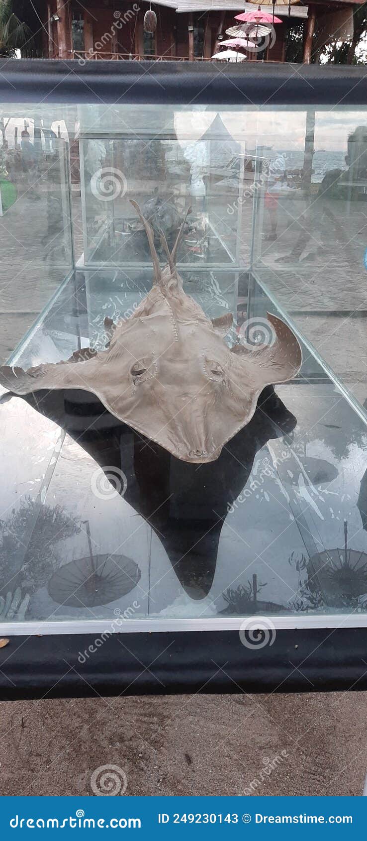 The Large Stingray that Has Been Dried Stock Image - Image of fish ...