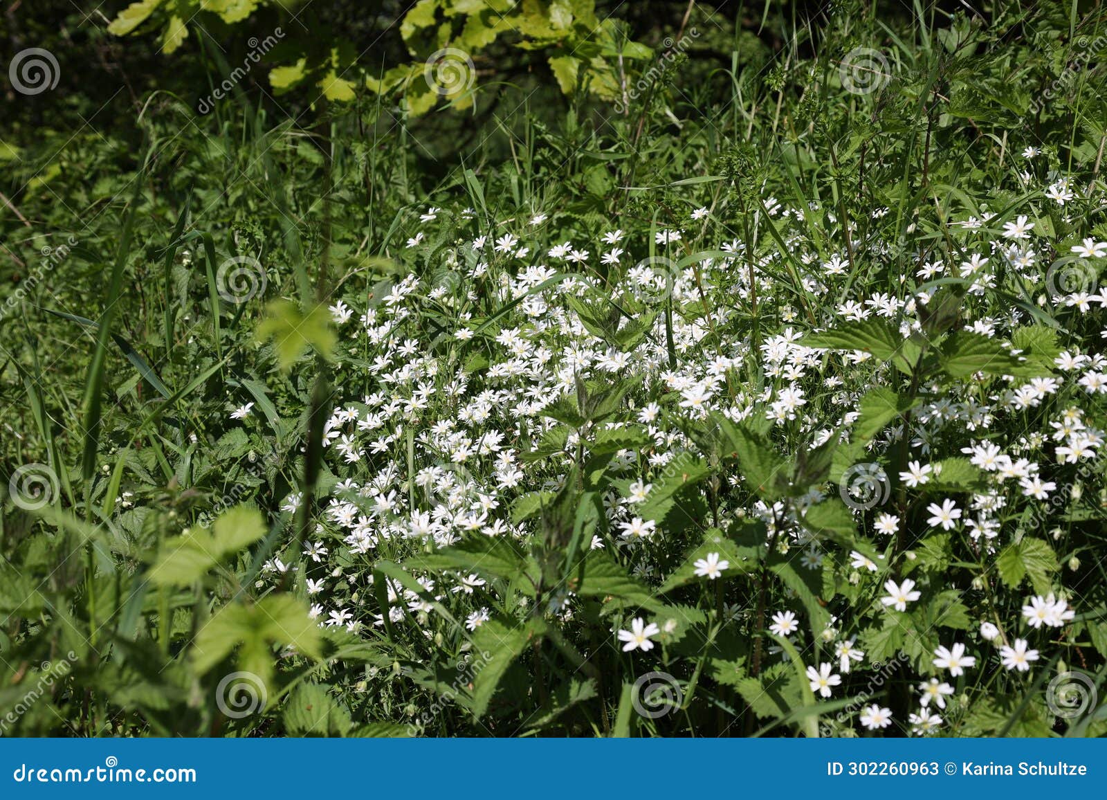 Large Stitchwort (Stellaria Holostea L.) Stock Image - Image of media ...