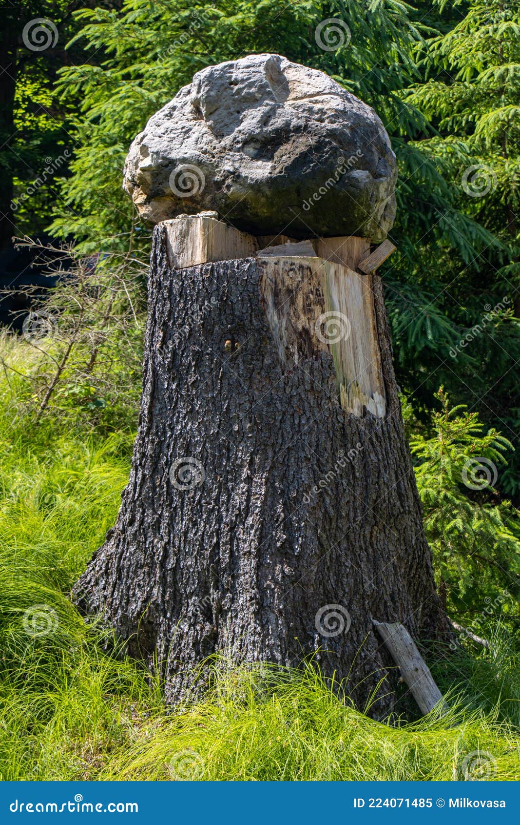 Large Stone Boulder on an Tree Stump at Forest Stock Image - Image of ...