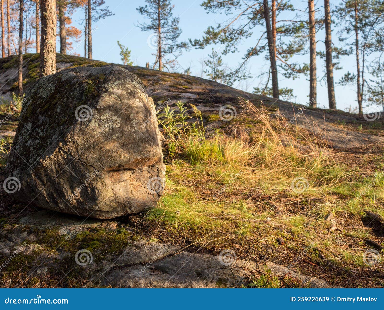 Large Stone in the Foreground Stock Image - Image of pine, tree: 259226639