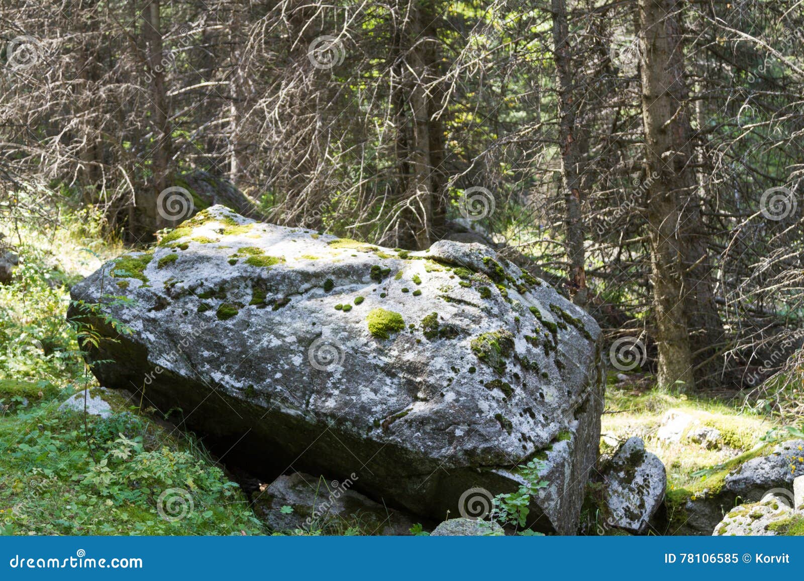 Large stone in the forest stock image. Image of nature - 78106585