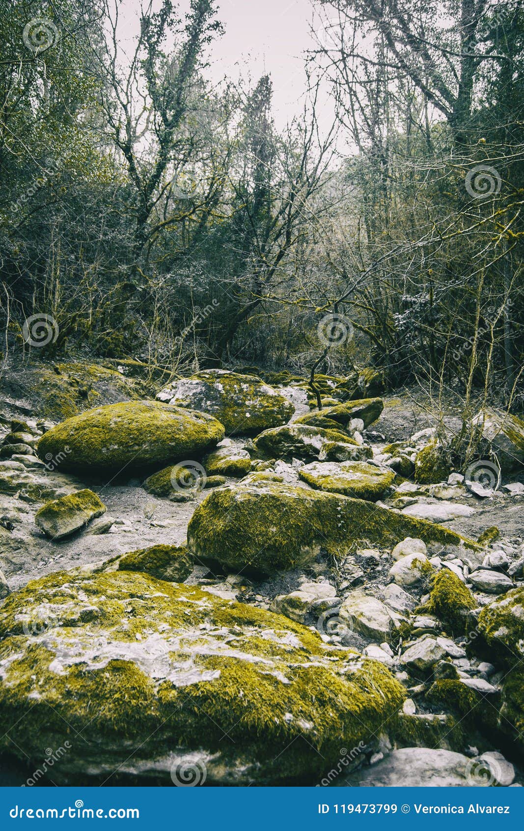 Large Stone Path with Green Moss in the Middle of the Forest Stock ...
