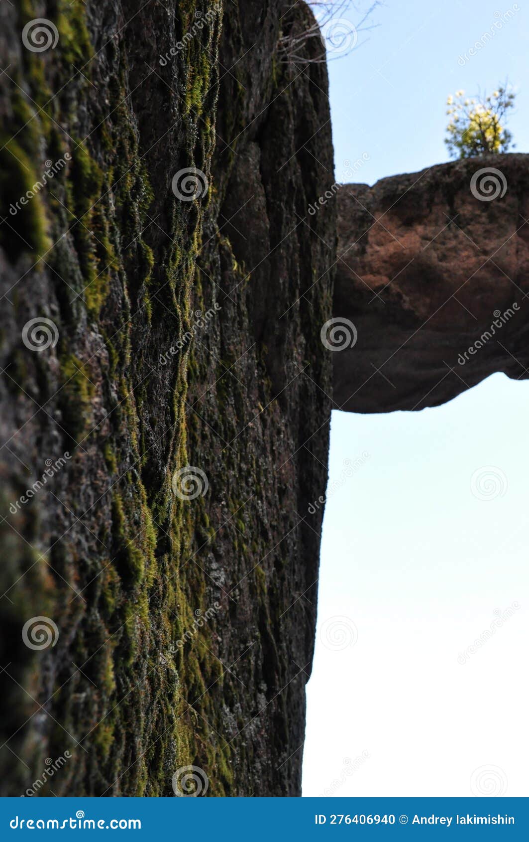 Large Stone with Tree between Rocks Stock Photo - Image of plant, leaf ...