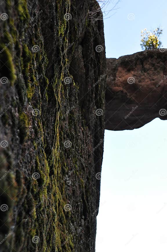Large Stone with Tree between Rocks Stock Photo - Image of plant, leaf ...