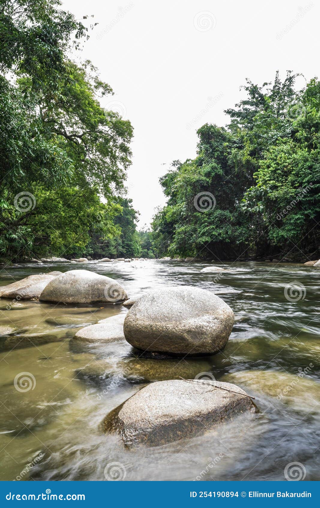 Large Stones on the River Surrounding by the Rainforest Trees Stock ...