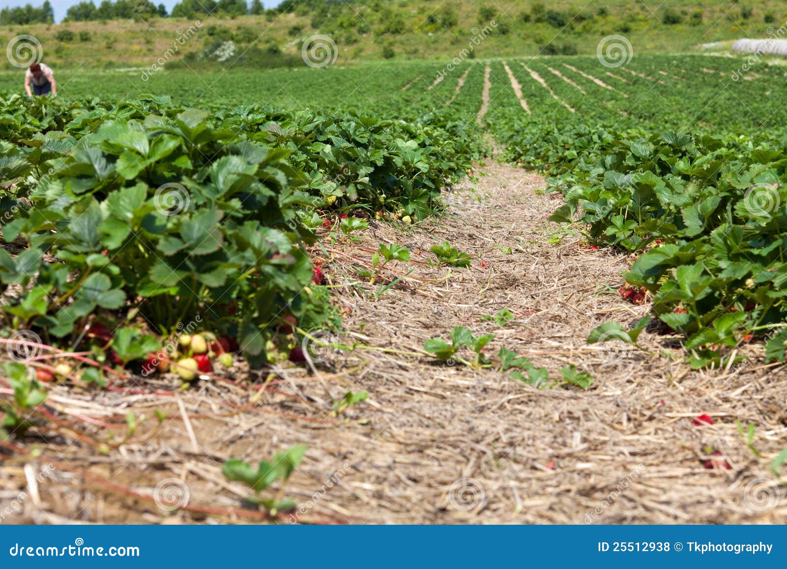 Large strawberry field stock photo. Image of juicy, healthy - 25512938