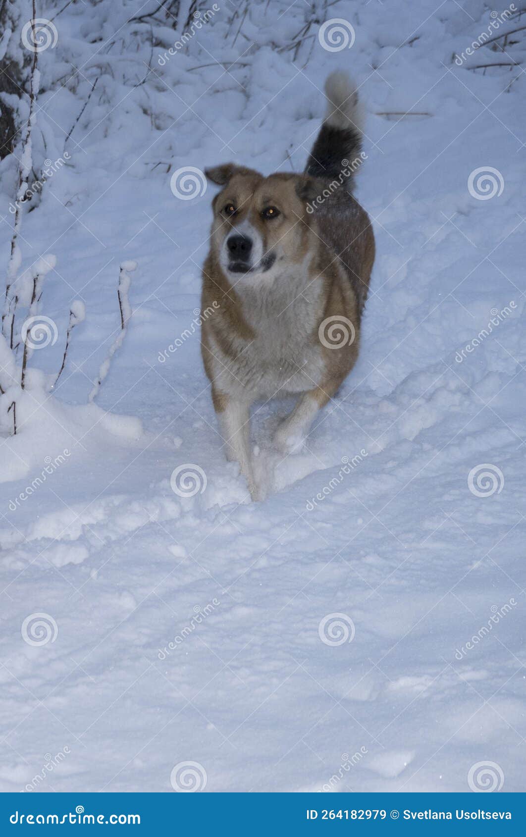 A Large Stray Dog is Running Down the Street without a Muzzle, a ...