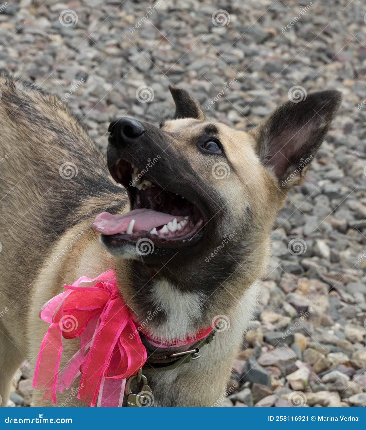 Large Stray Gray Dog with Black Spots with a Bow Stock Image - Image of ...
