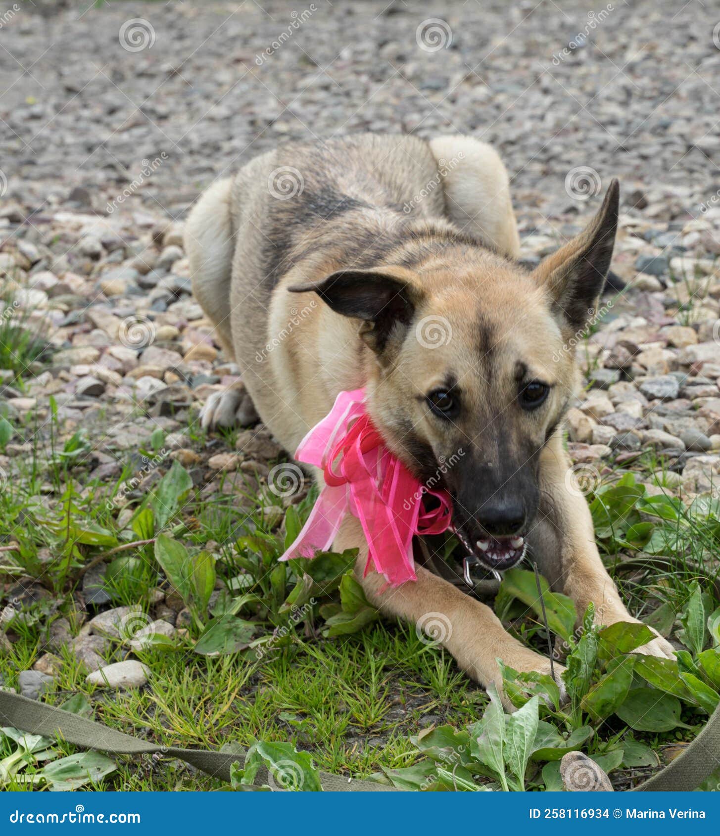 Large Stray Gray Dog with Black Spots with a Bow Stock Photo - Image of ...