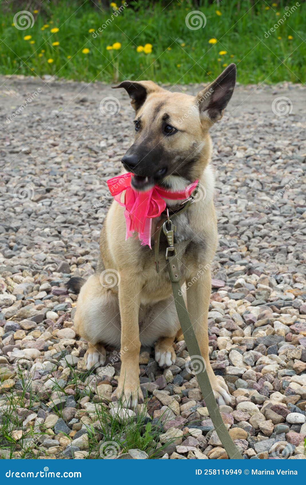 Large Stray Gray Dog with Black Spots with a Bow Stock Image - Image of ...