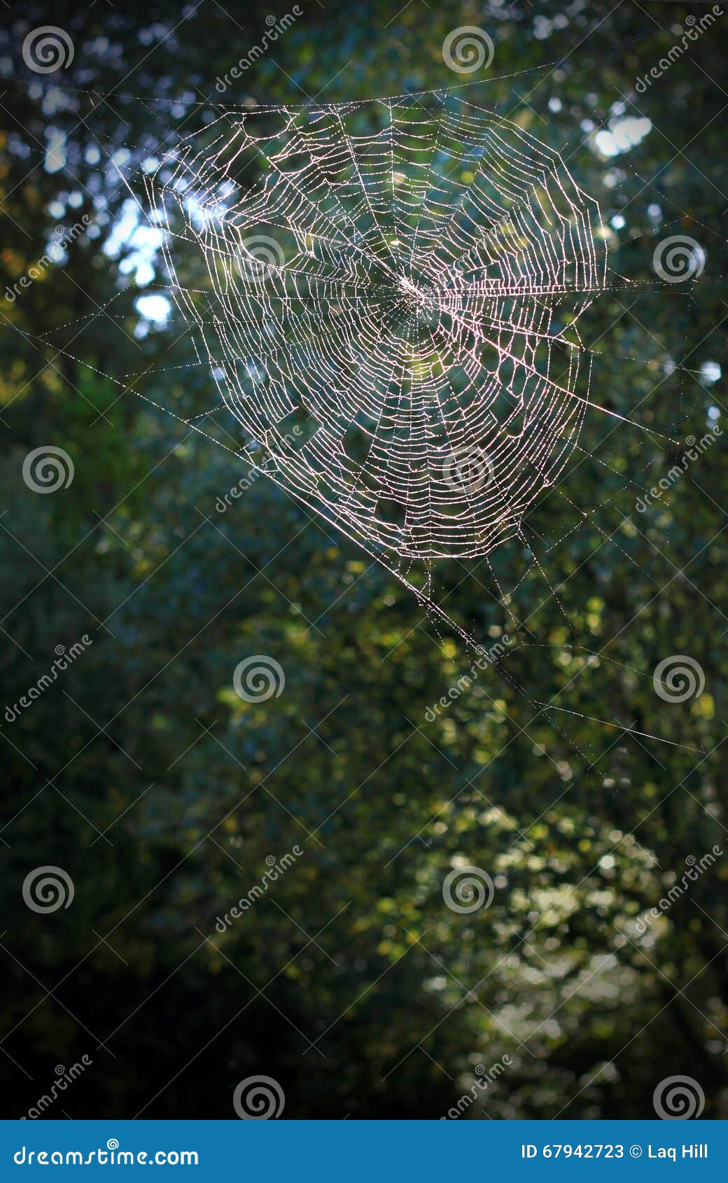 Large Stretched Spiderweb stock image. Image of horizontal - 67942723