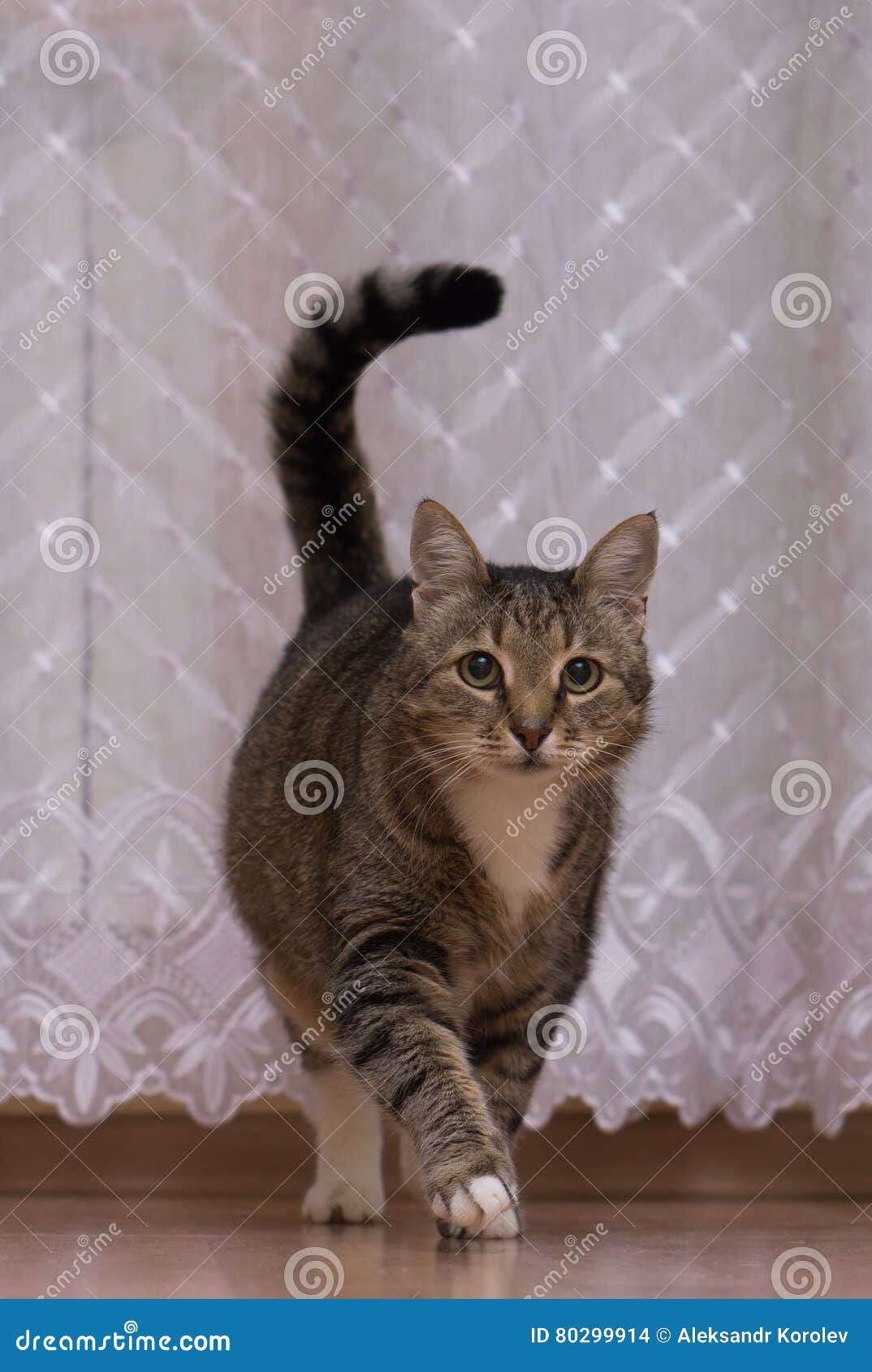 Large striped cat stock photo. Image of background, play - 80299914