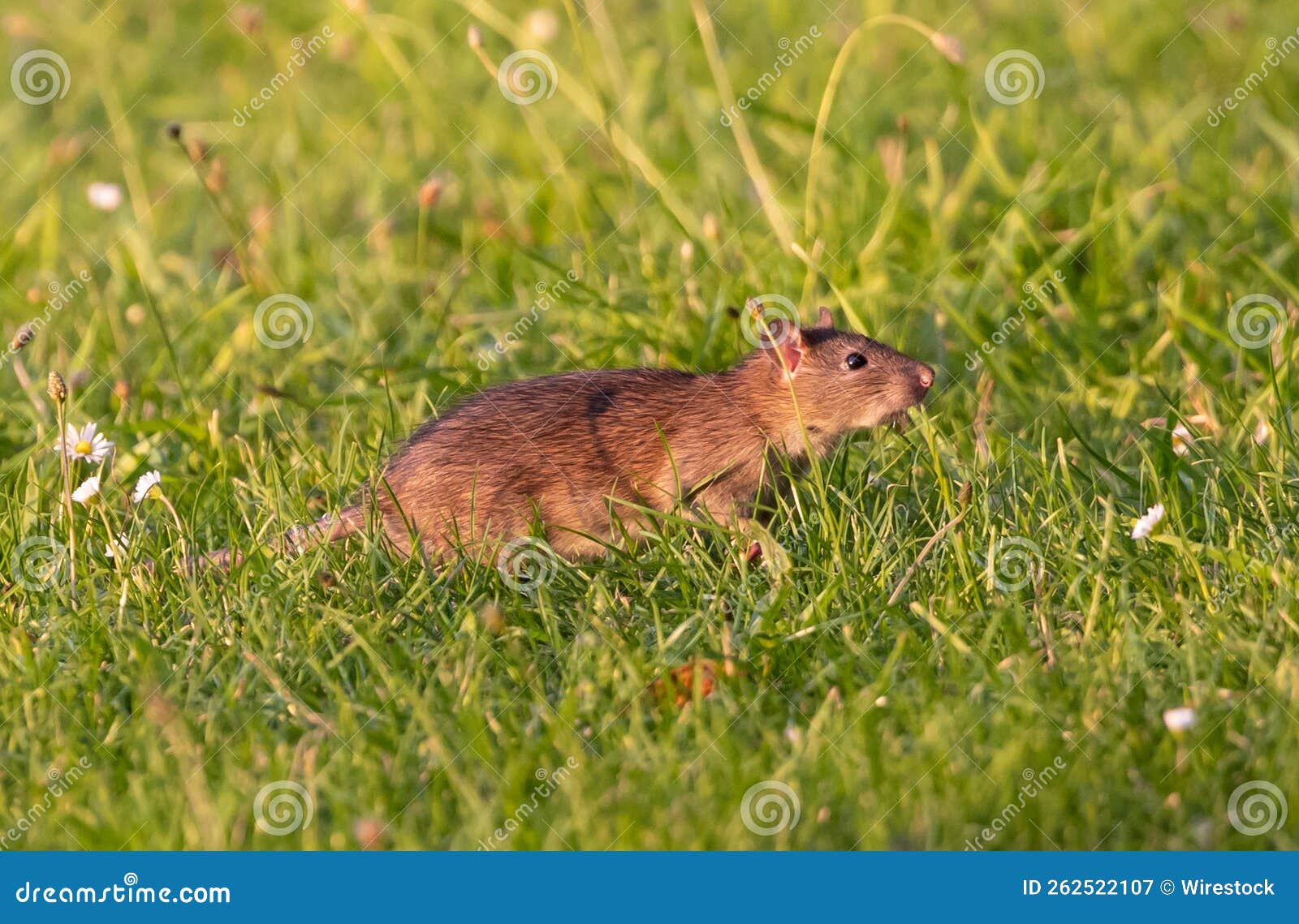 Large Striped Field Mouse on a Meadow Stock Image - Image of nature ...