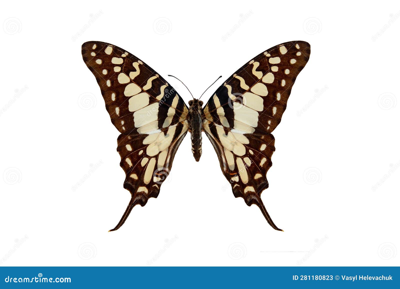 Large Striped Swordtail (graphium Antheus) Isolated on White Background ...
