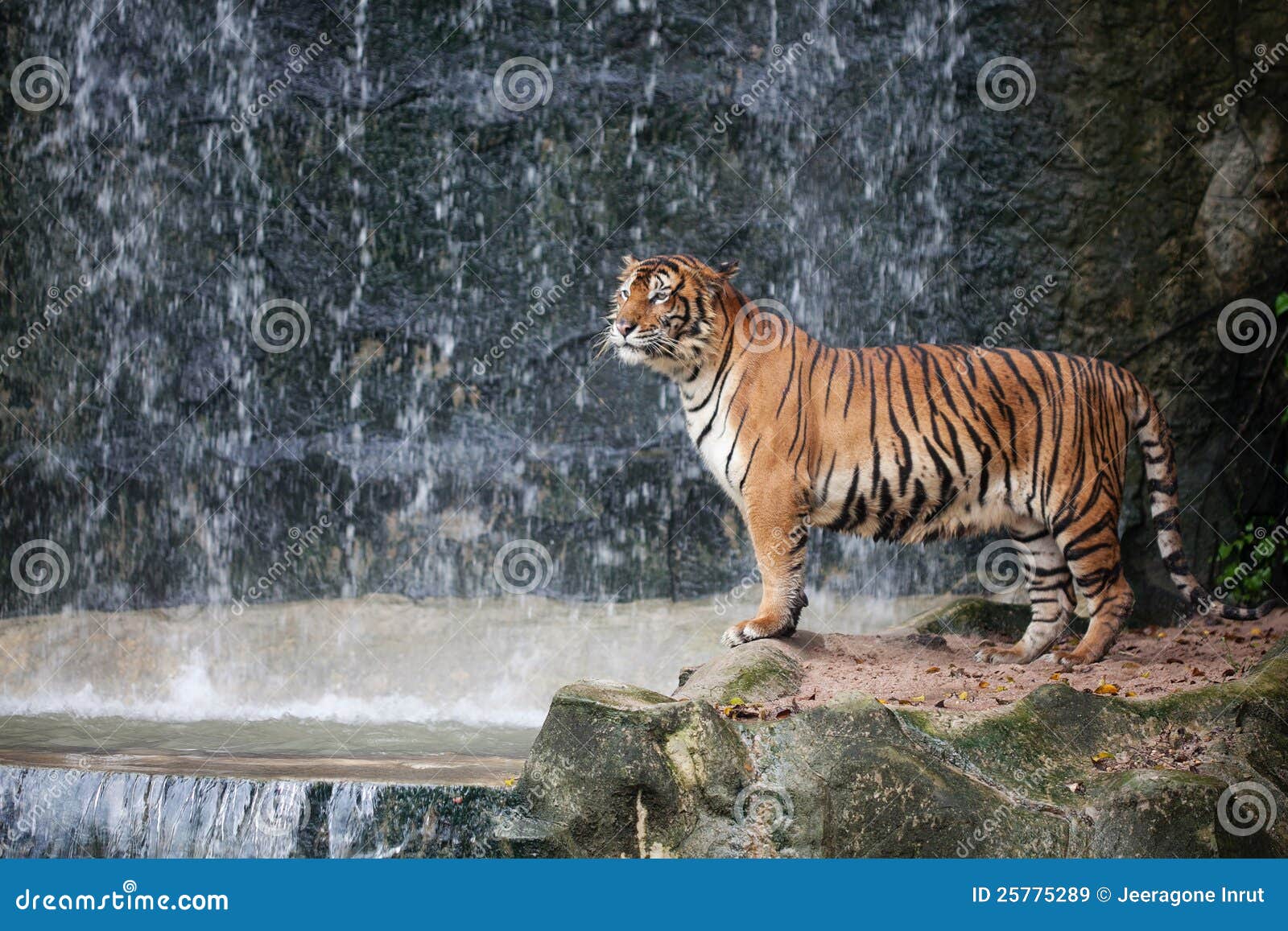 Large striped tiger stock image. Image of conservation - 25775289