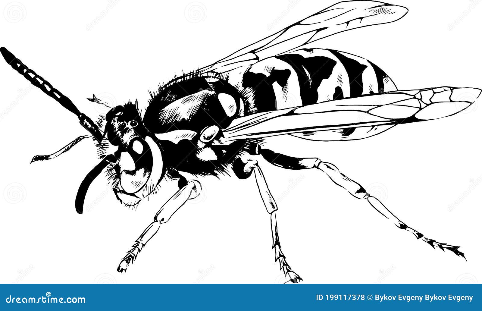 Large Striped Wasp with a Sting Hand-drawn Ink Stock Vector ...