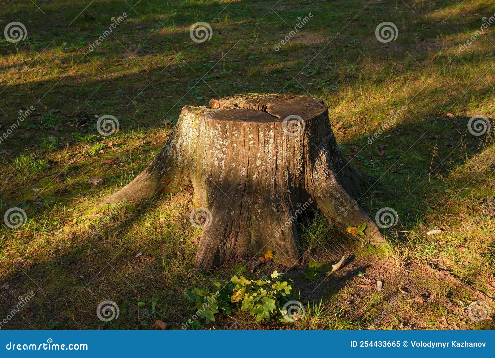 Large stump of an old tree stock image. Image of garden - 254433665