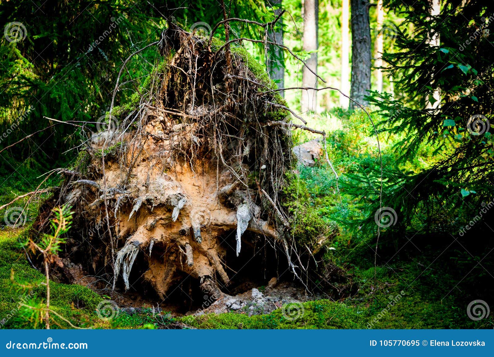 The Roots Of The Wind-blown Tree Stock Image | CartoonDealer.com #198356407