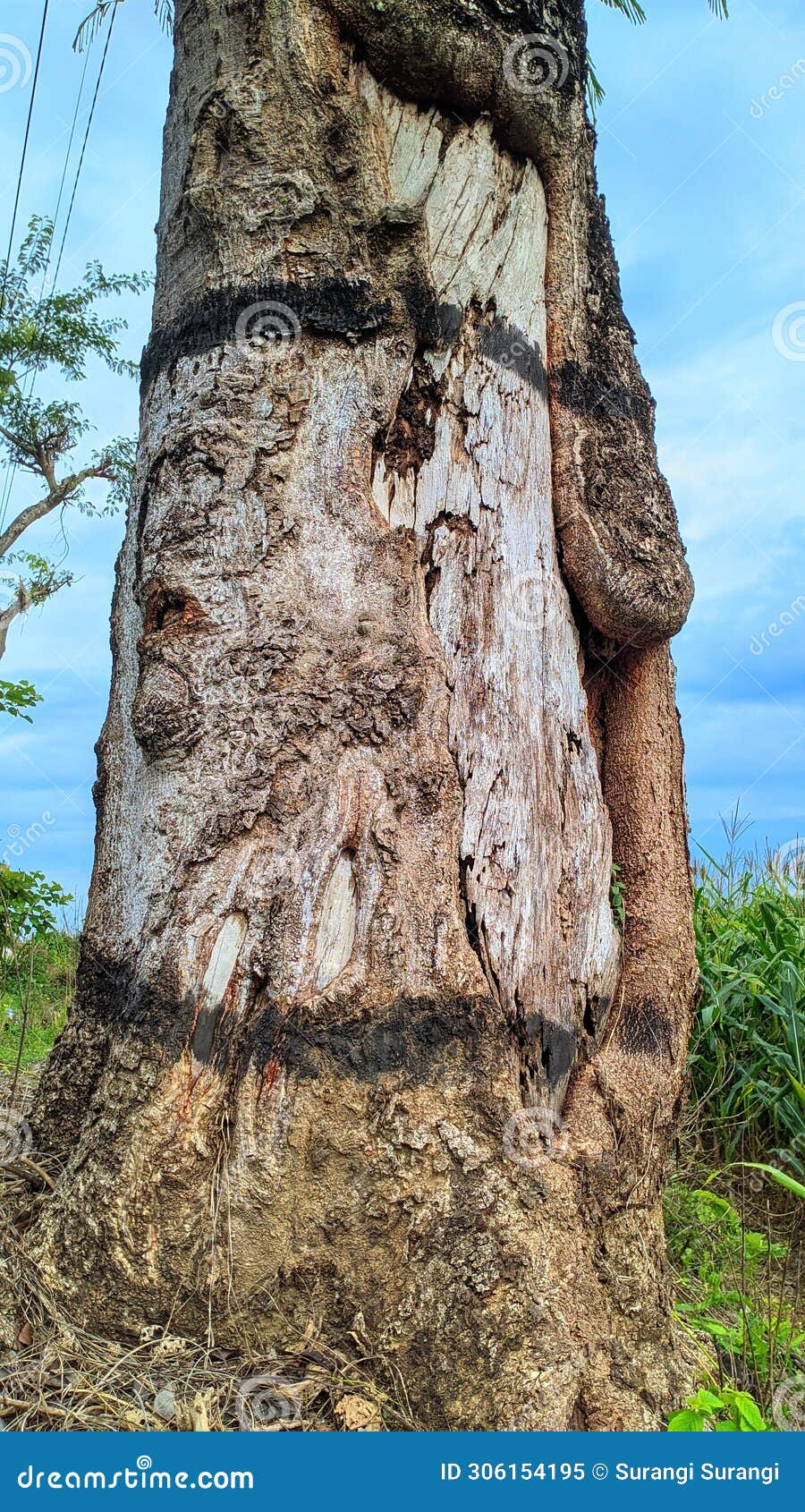 A large, sturdy tree trunk stock image. Image of horizontal - 306154195