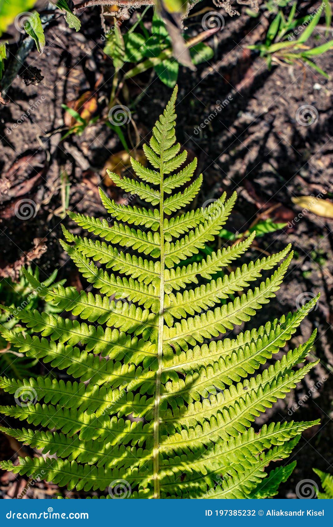 Large Succulent Green Leaf of a Shrubs Fern. Top View Stock Photo ...