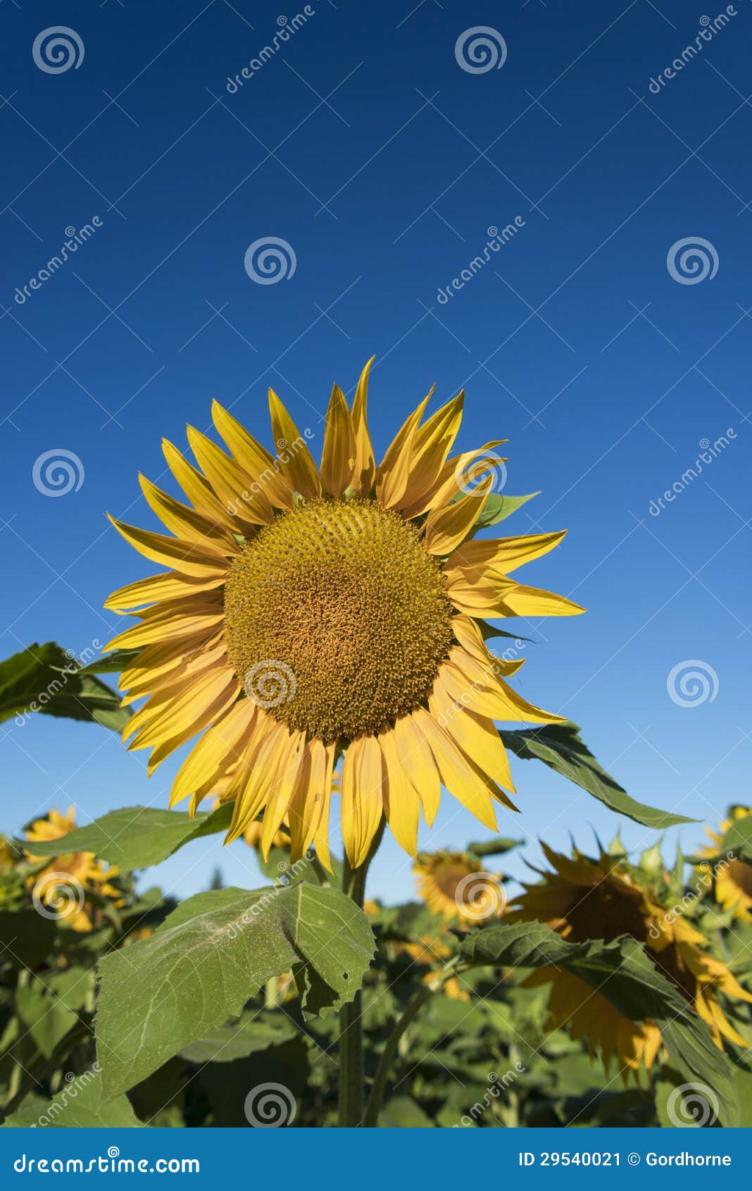 Large Sunflower stock image. Image of growth, beauty - 29540021