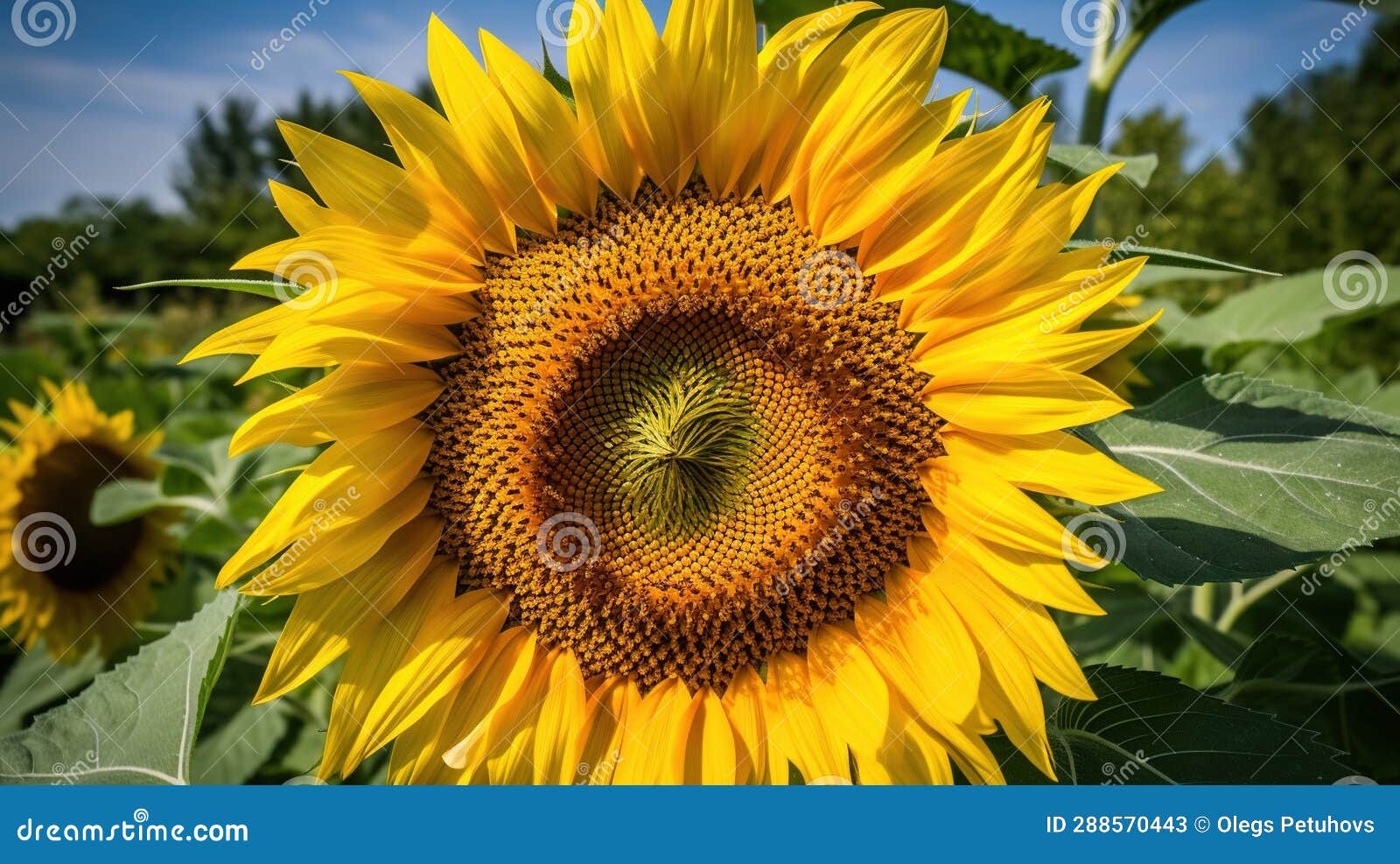 A Large Sunflower is Blooming in a Field of Grass Stock Image - Image ...