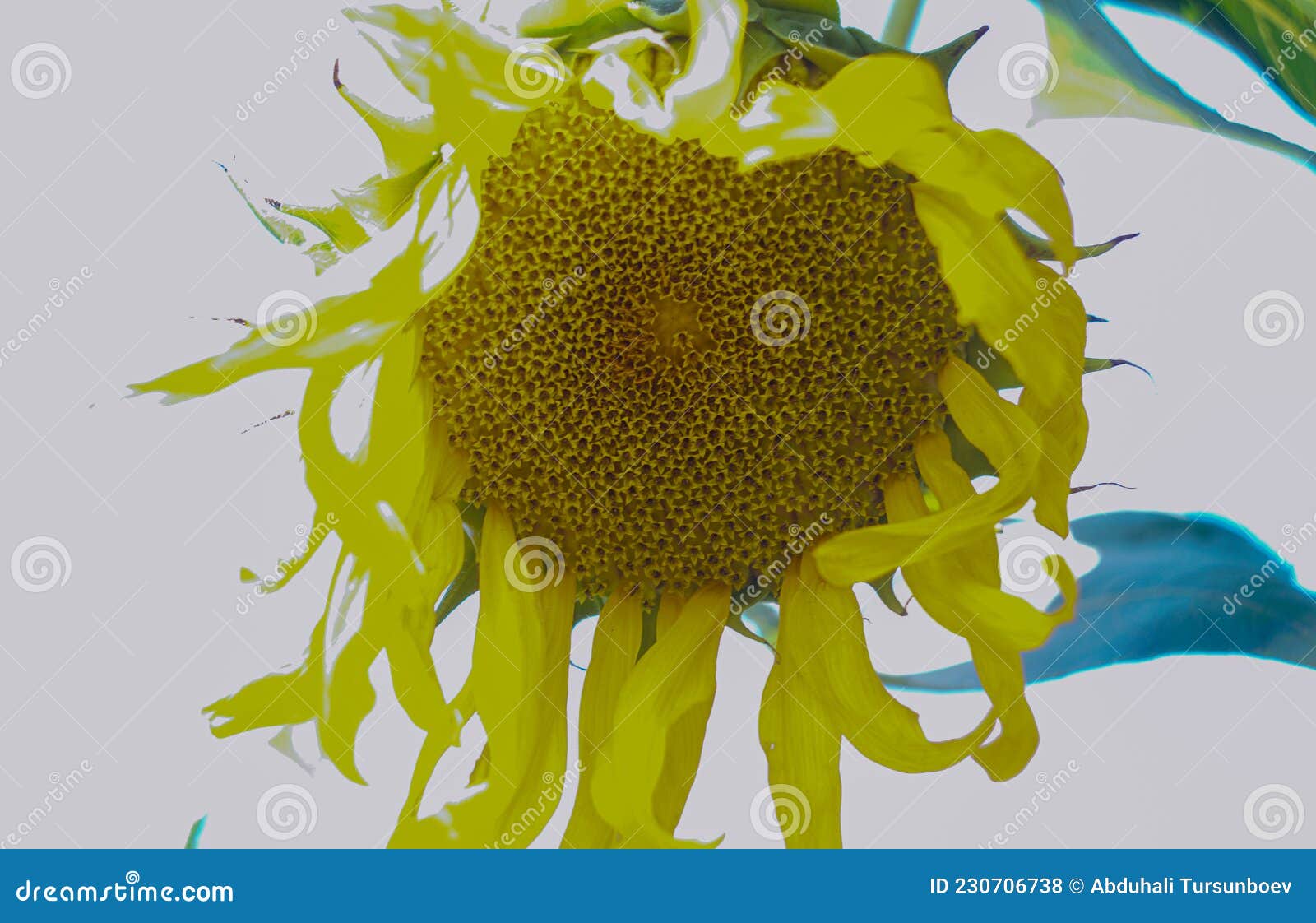 A large sunflower head stock photo. Image of sunny, beautiful - 230706738