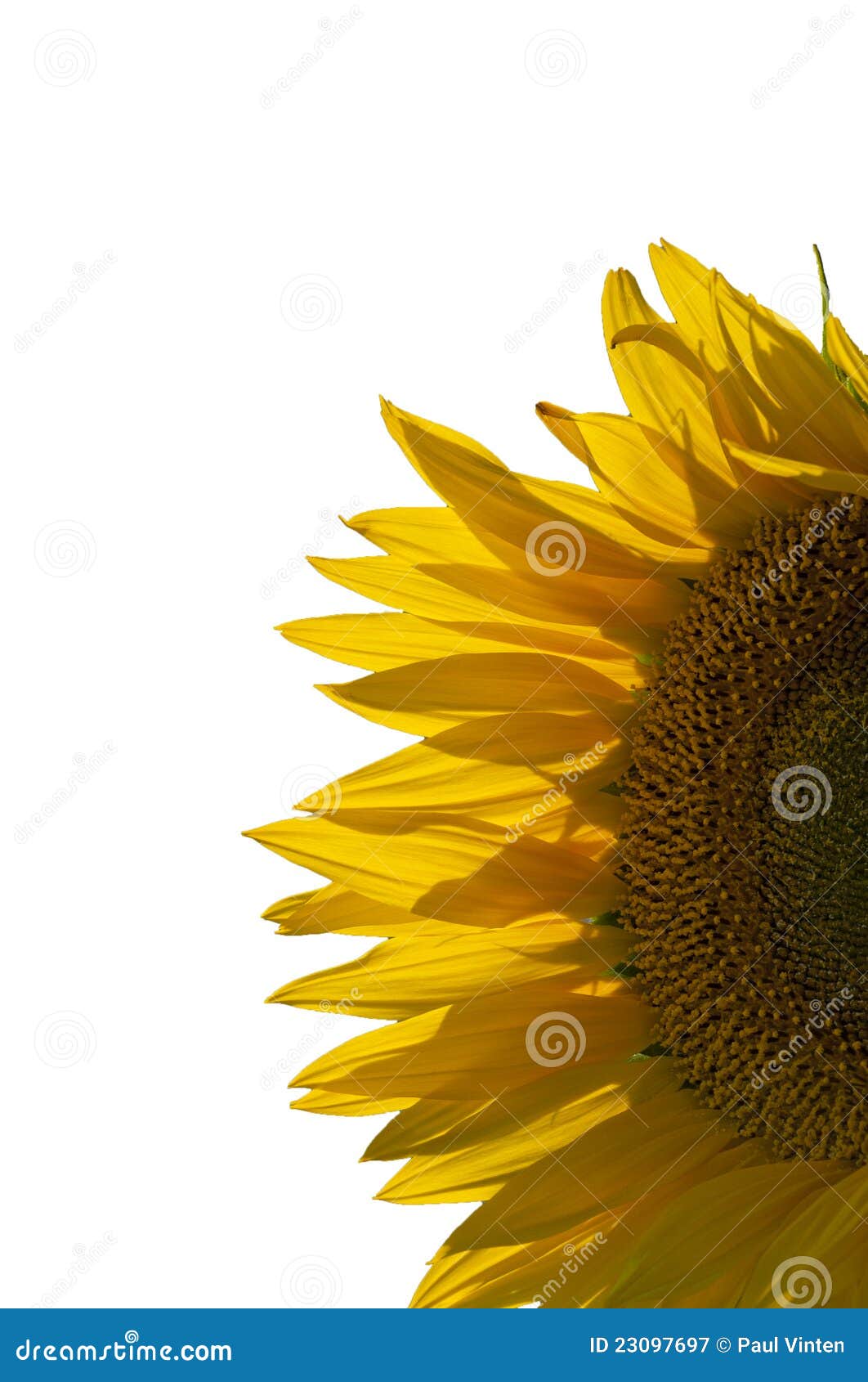 Large Sunflower Head Showing Details Stock Image - Image of helianthus ...