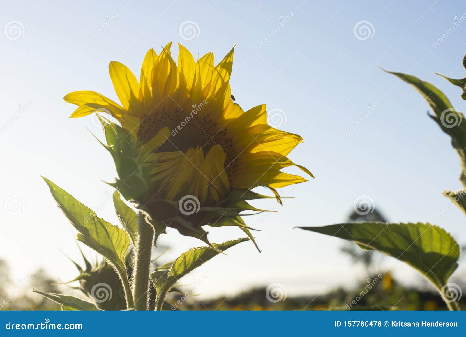 Large sunflower standing. stock photo. Image of harvest - 157780478