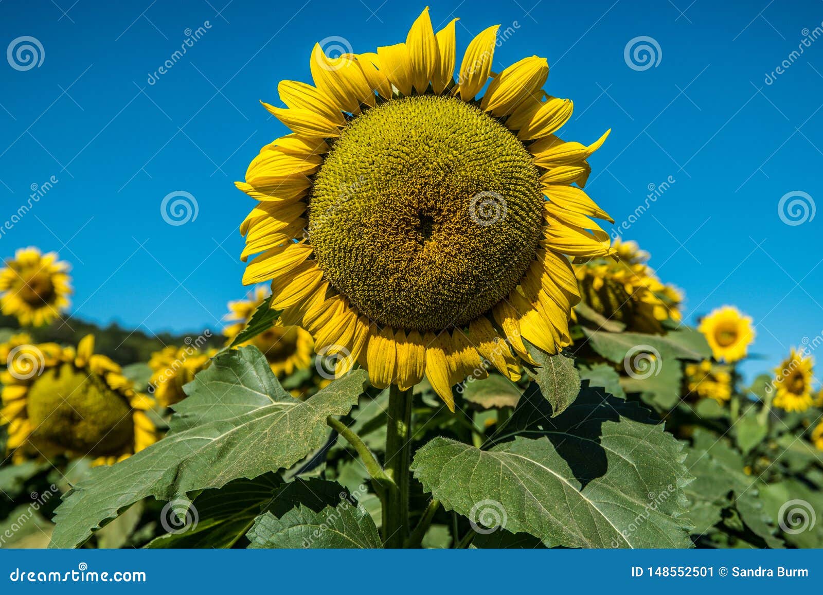 Large Sunflowers in Sunflower Field Stock Image - Image of colors ...