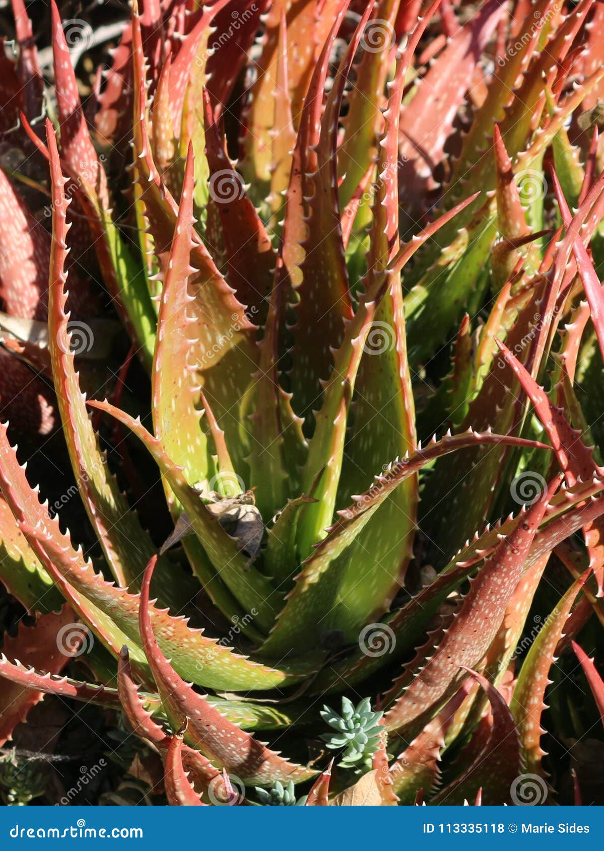 Sunset Aloe stock photo. Image of cactus, large, flora - 113335118